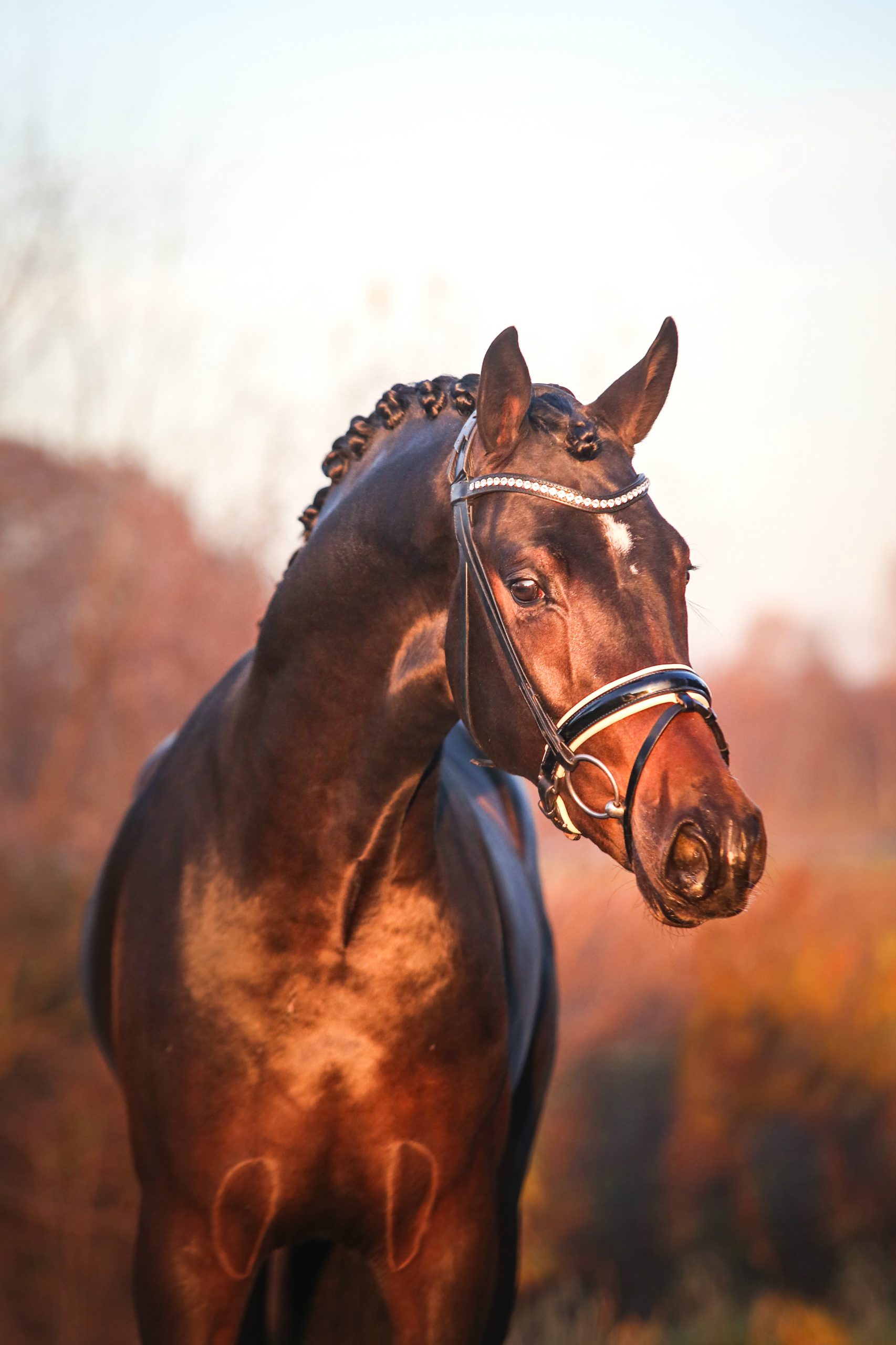 raven - Gut Schönweide